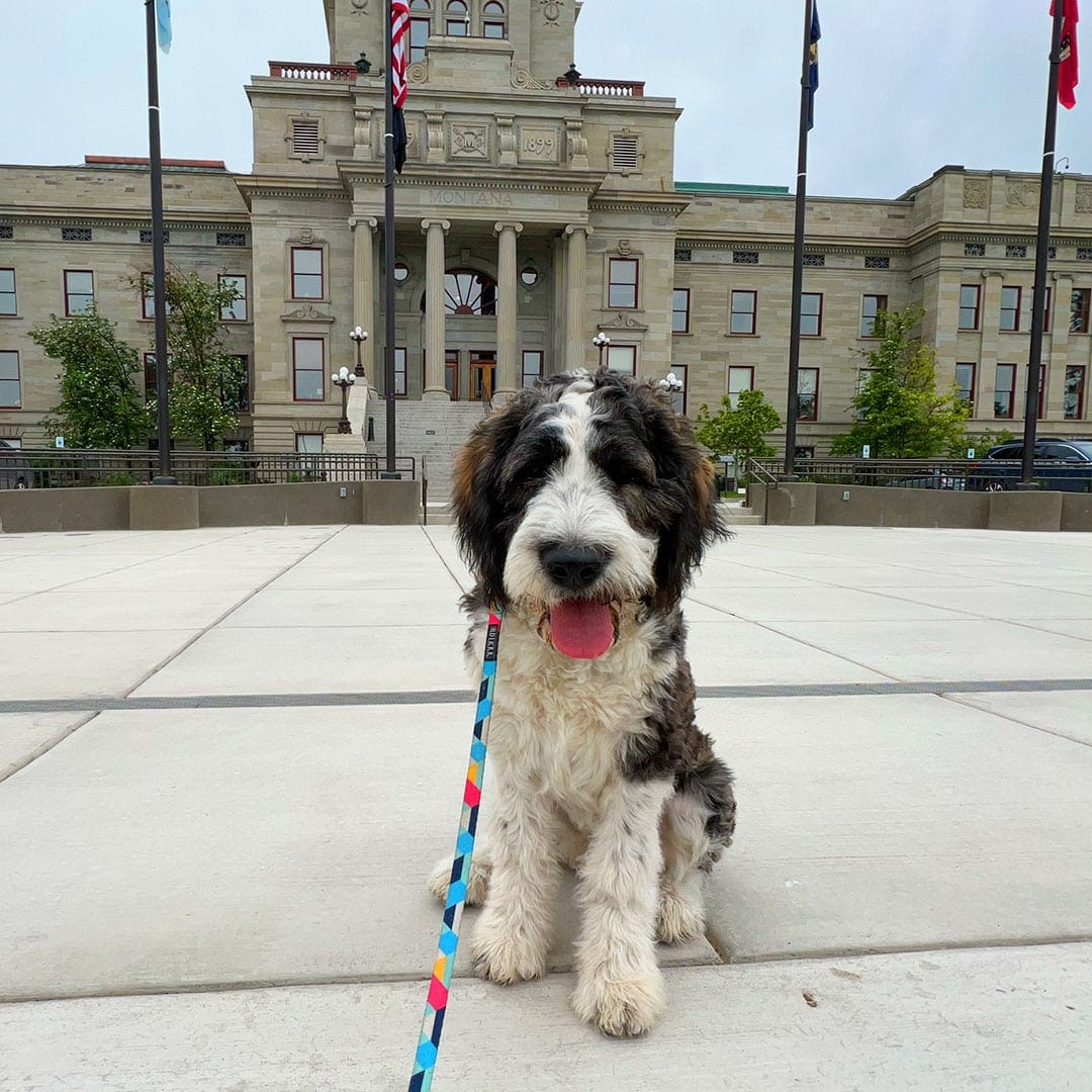 Private In-Home - Bark 4 Joy Dog Training